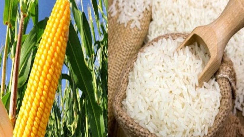 Venezuela Logra Avances en la Producción Agropecuaria: 80% en Maíz y 72 ...